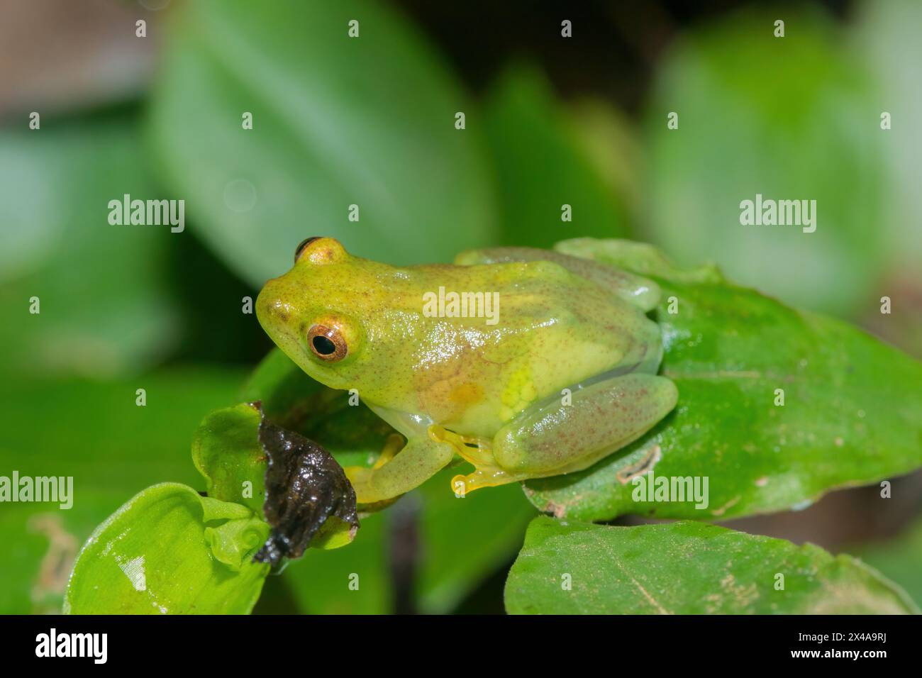 A cute Water Lily Reed Frog (Hyperolius pusillus Stock Photo - Alamy