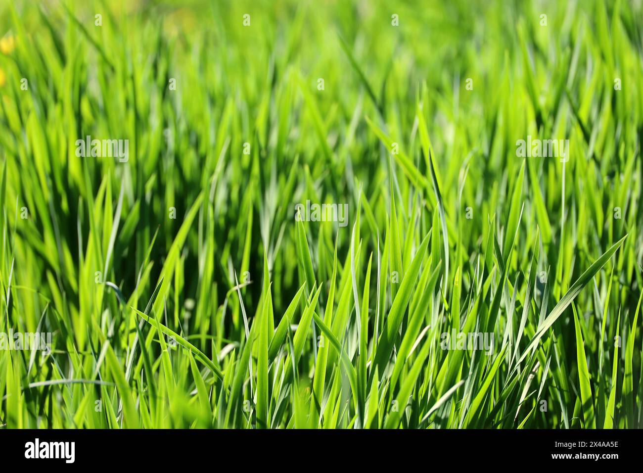 Sunny green background hi-res stock photography and images - Alamy