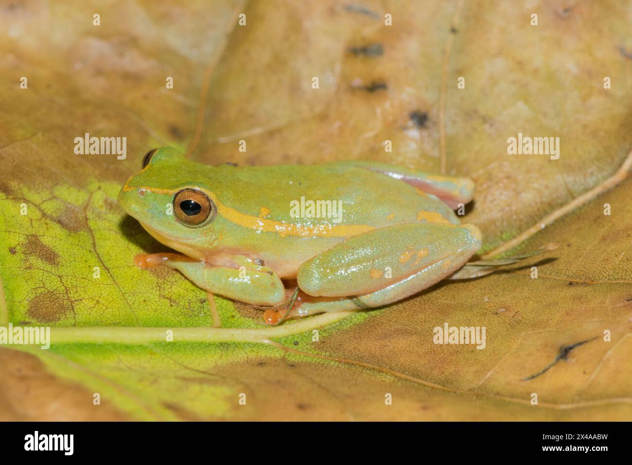 A beautiful adult Yellow-striped Reed Frog (Hyperolius semidiscus Stock ...