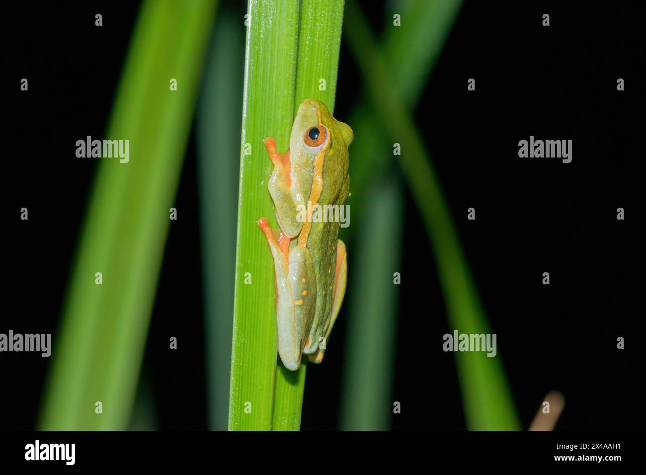 A beautiful adult Yellow-striped Reed Frog (Hyperolius semidiscus Stock ...