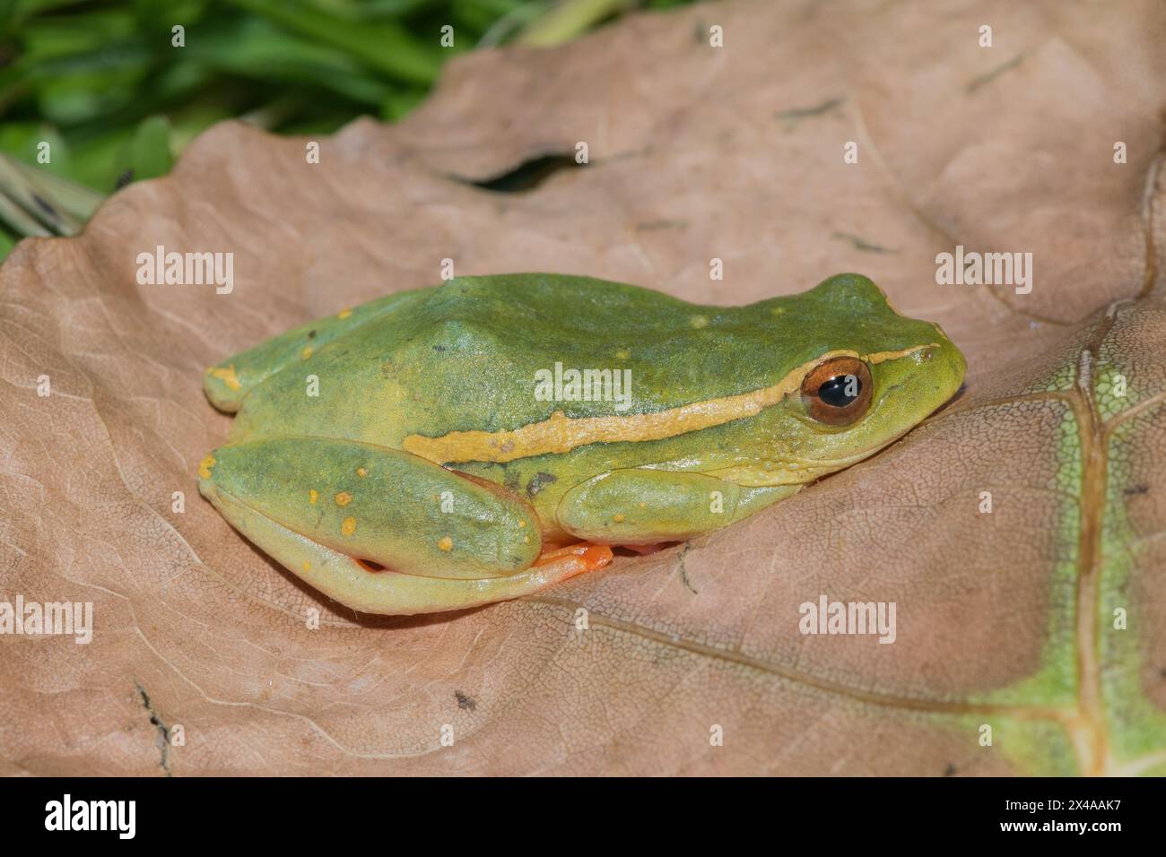 A beautiful adult Yellow-striped Reed Frog (Hyperolius semidiscus Stock ...