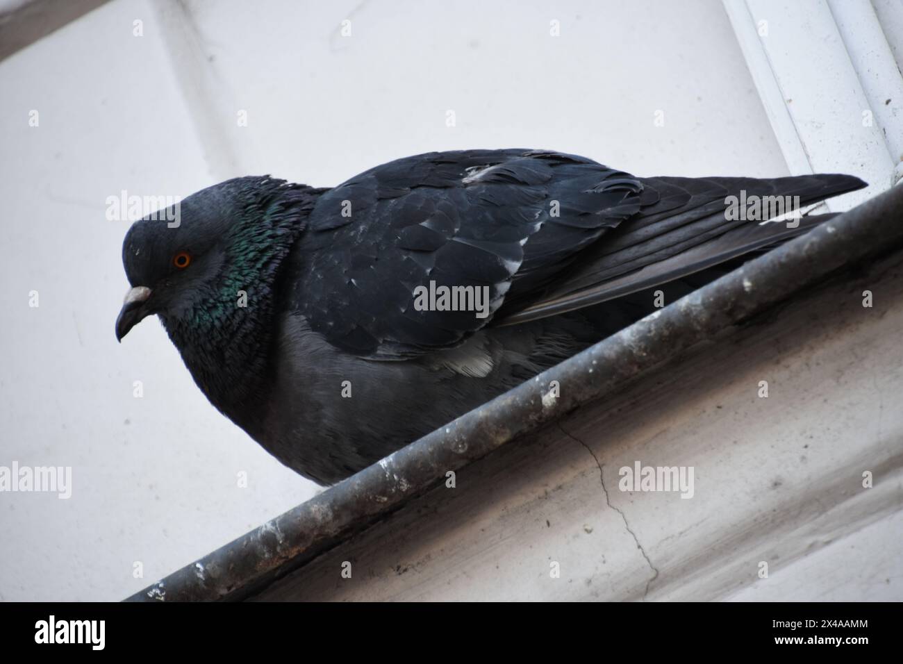 Le pigeon de Montmartre, Paris Stock Photo - Alamy