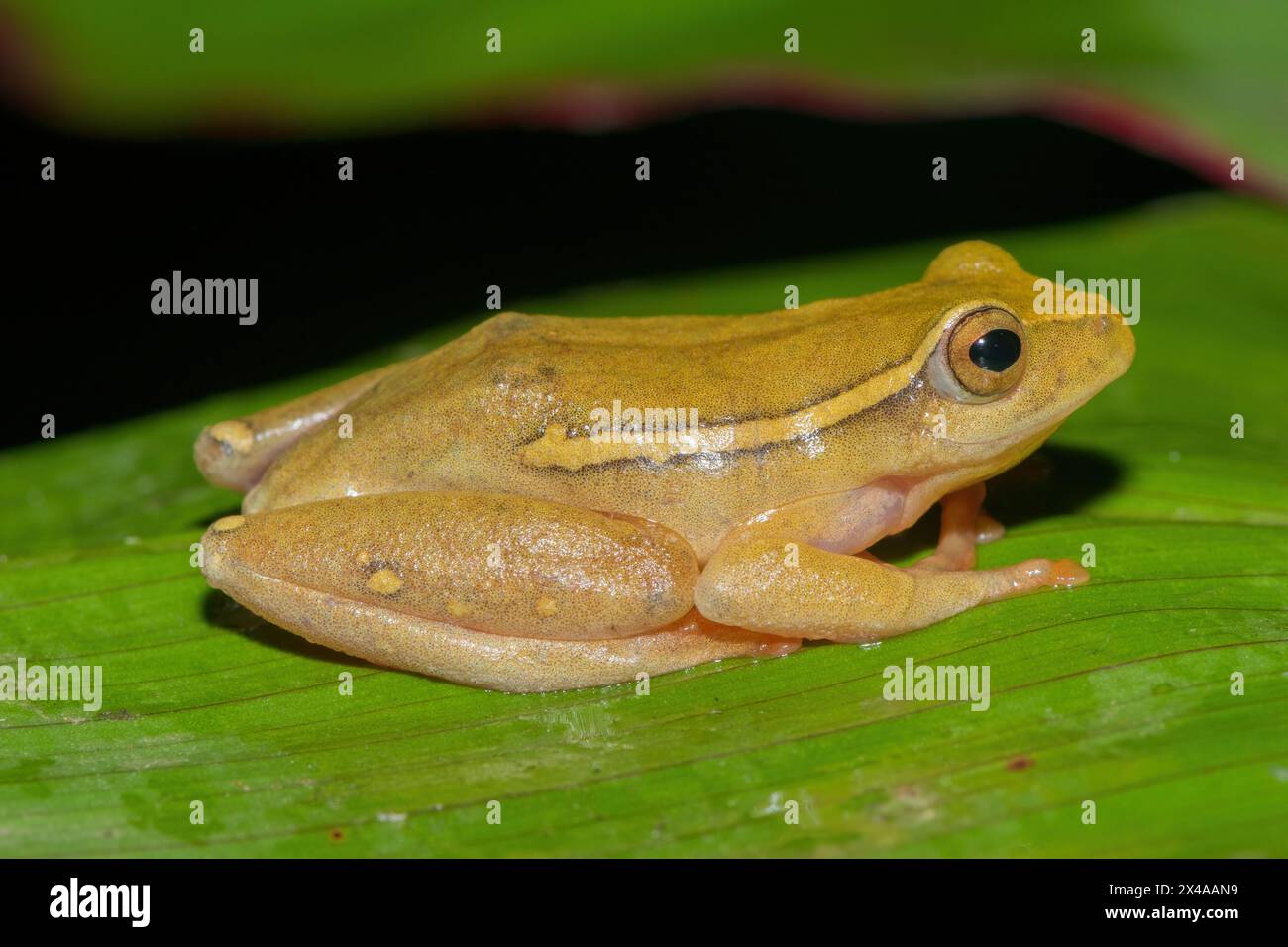 A beautiful adult Yellow-striped Reed Frog (Hyperolius semidiscus Stock ...