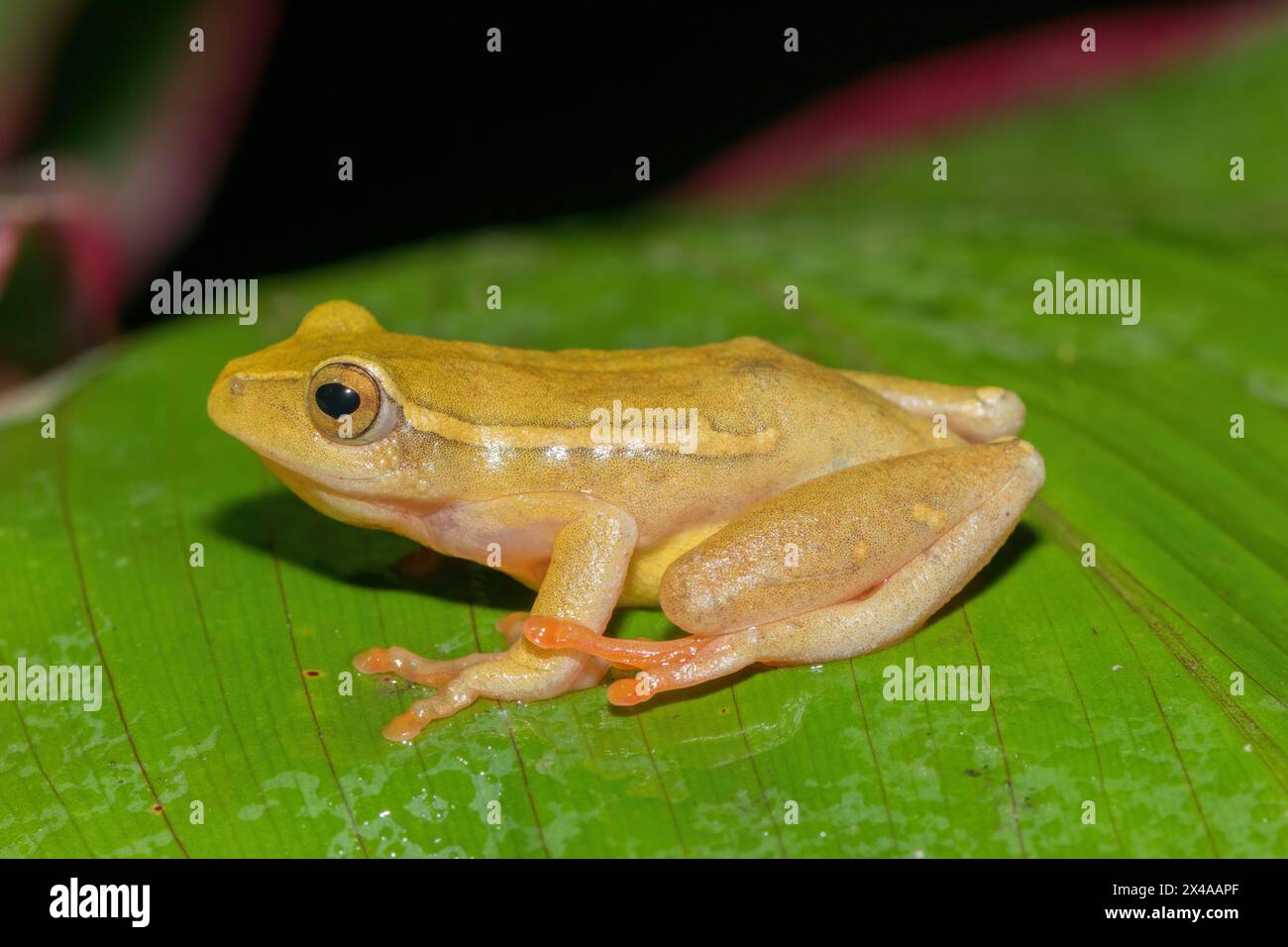 A beautiful adult Yellow-striped Reed Frog (Hyperolius semidiscus Stock ...