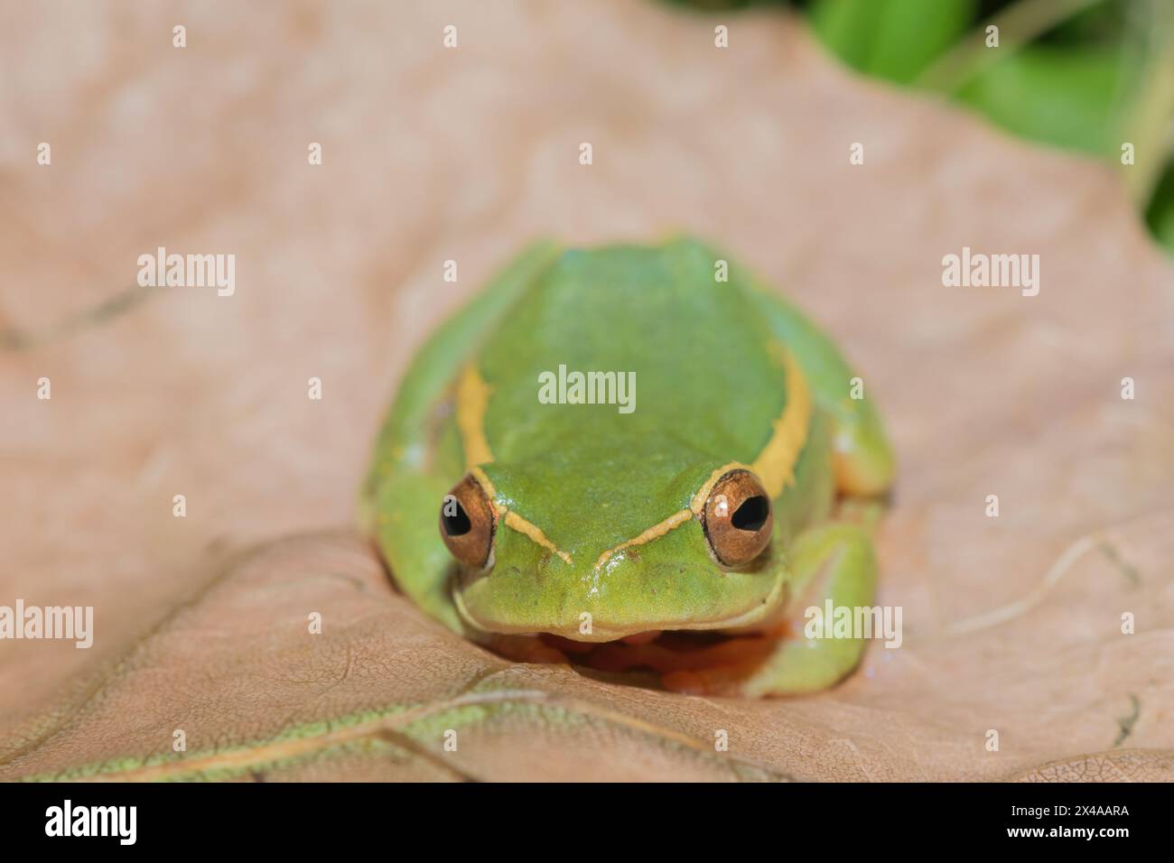 A beautiful adult Yellow-striped Reed Frog (Hyperolius semidiscus Stock ...