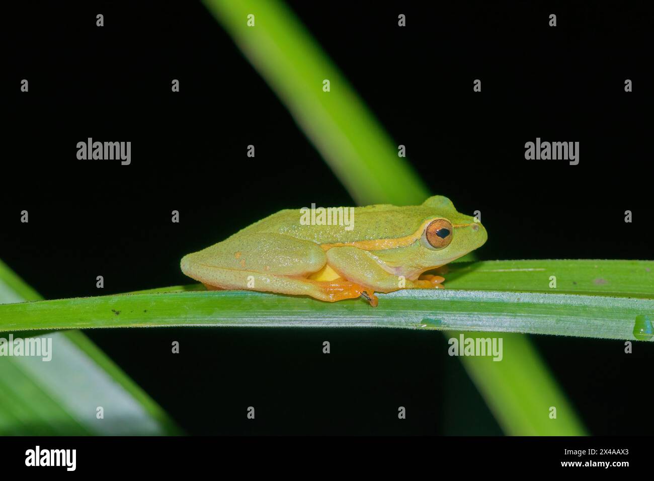 A beautiful adult Yellow-striped Reed Frog (Hyperolius semidiscus Stock ...
