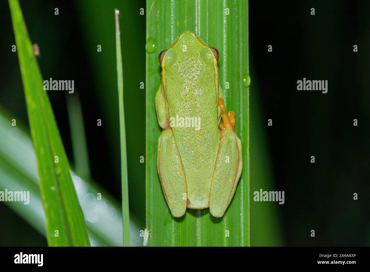 A beautiful adult Yellow-striped Reed Frog (Hyperolius semidiscus Stock ...