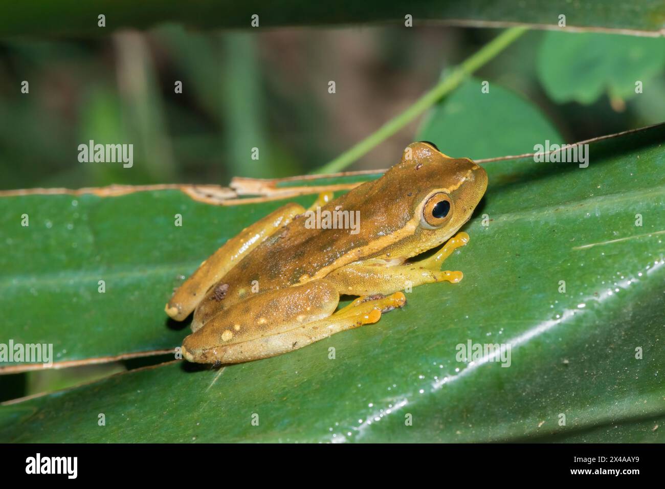 A beautiful adult Yellow-striped Reed Frog (Hyperolius semidiscus Stock ...
