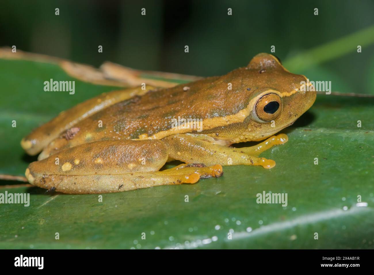 A beautiful adult Yellow-striped Reed Frog (Hyperolius semidiscus Stock ...