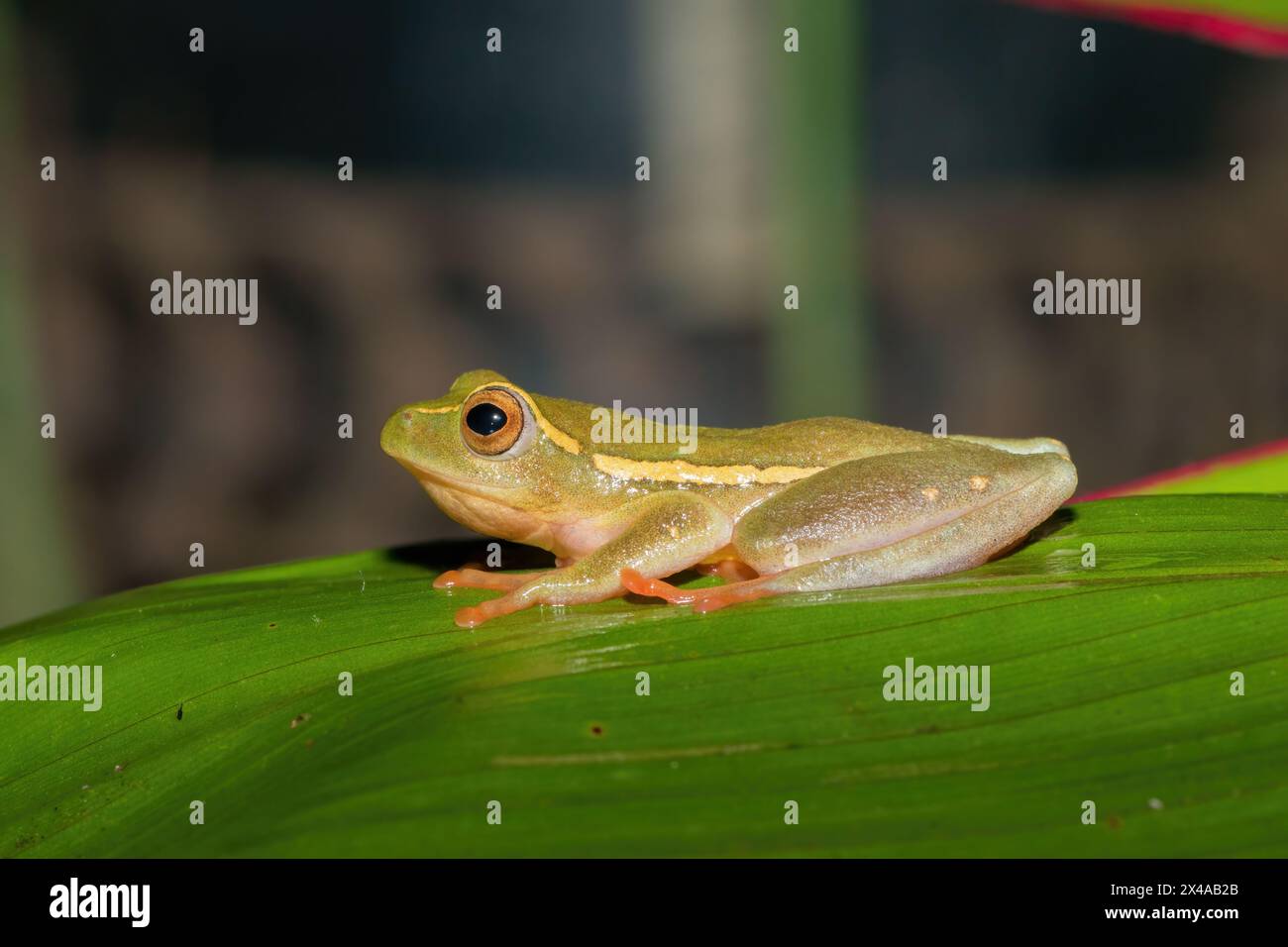 A beautiful adult Yellow-striped Reed Frog (Hyperolius semidiscus Stock ...