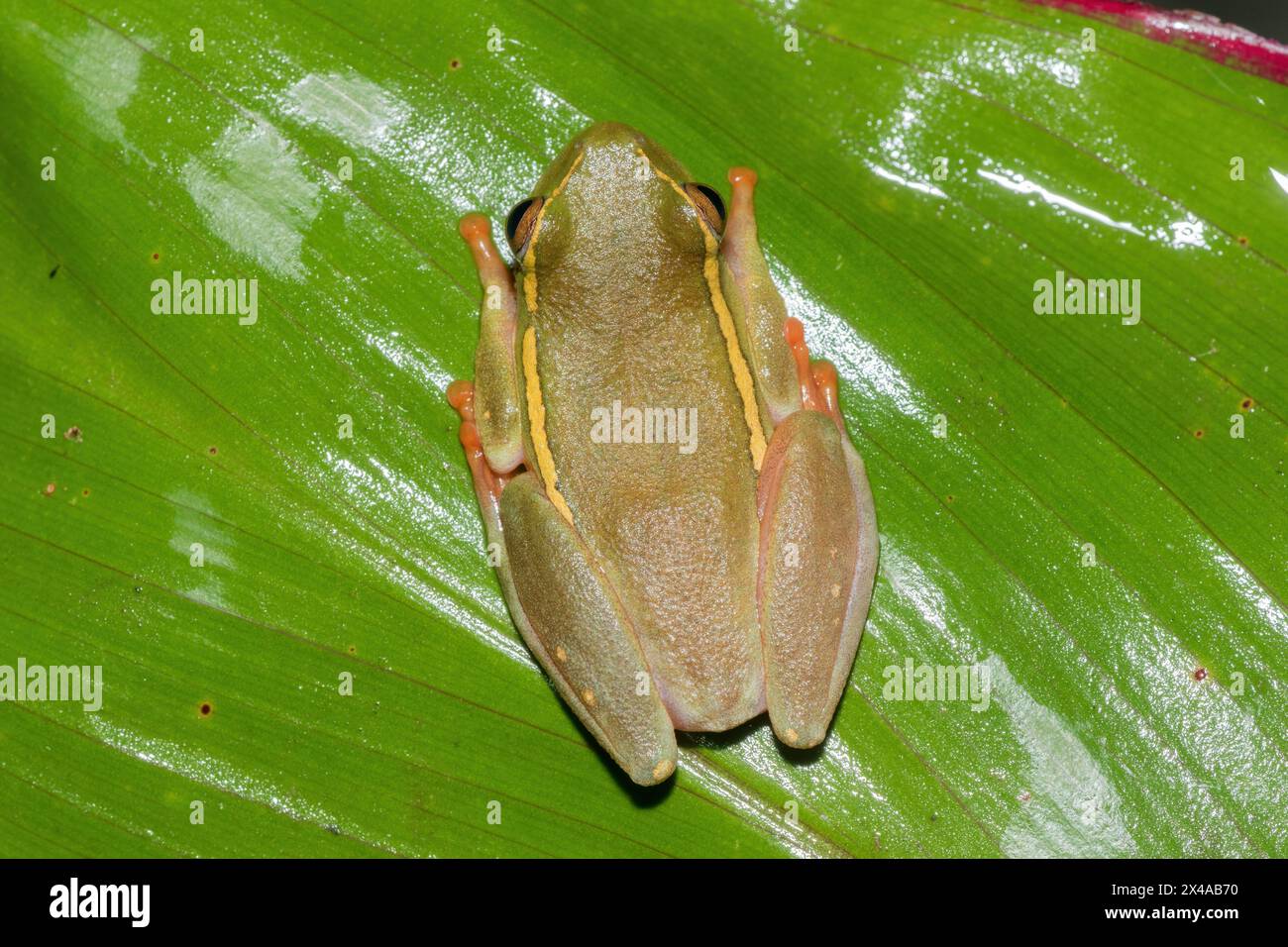 A beautiful adult Yellow-striped Reed Frog (Hyperolius semidiscus Stock ...
