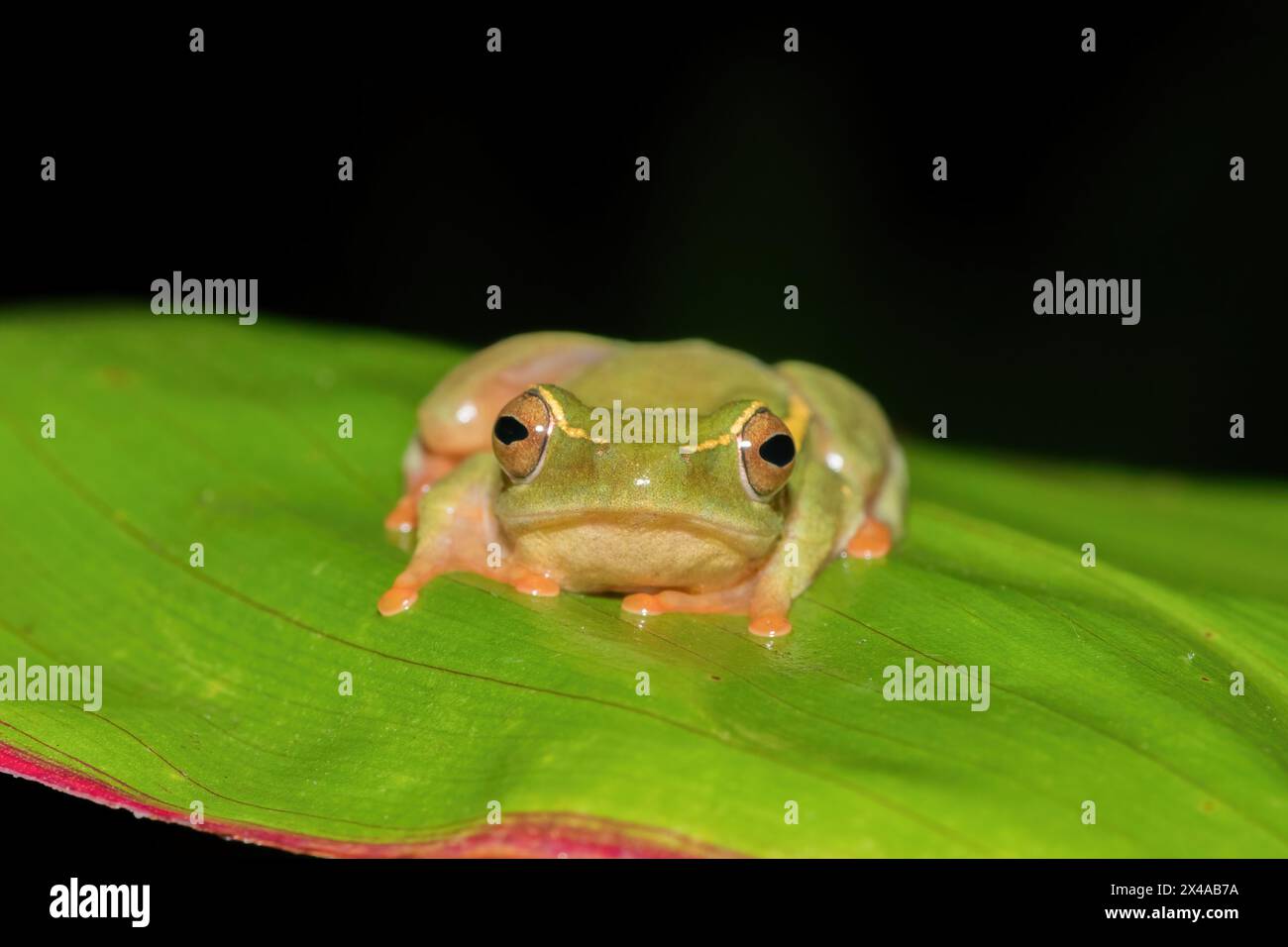 A beautiful adult Yellow-striped Reed Frog (Hyperolius semidiscus Stock ...