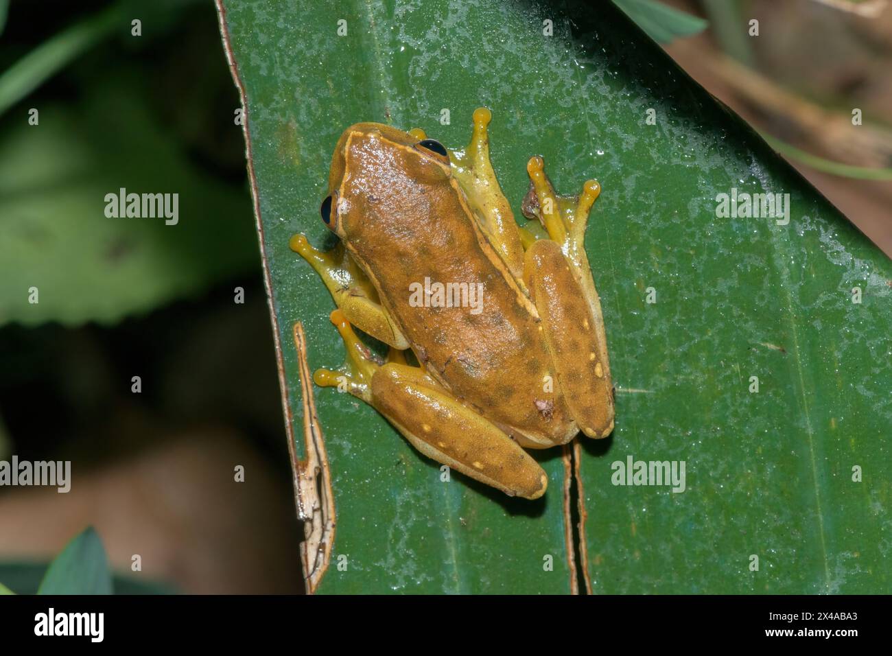 A beautiful adult Yellow-striped Reed Frog (Hyperolius semidiscus Stock ...