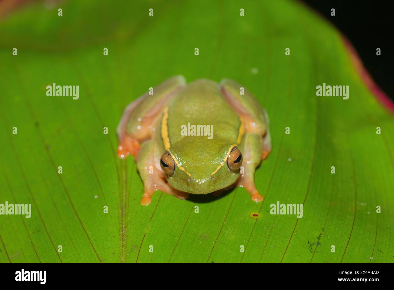 A beautiful adult Yellow-striped Reed Frog (Hyperolius semidiscus Stock ...