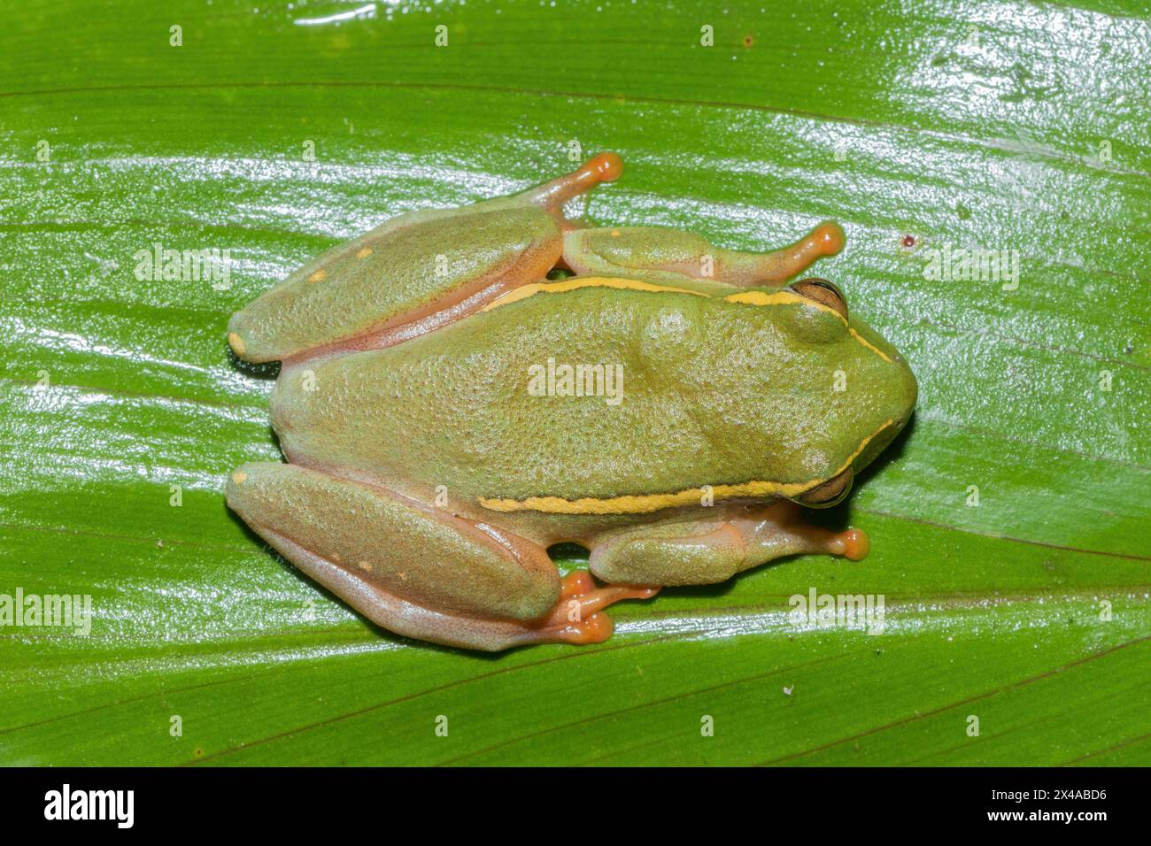 A beautiful adult Yellow-striped Reed Frog (Hyperolius semidiscus Stock ...