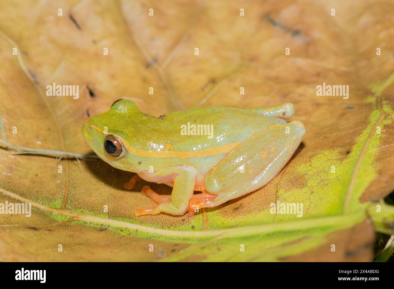 A beautiful adult Yellow-striped Reed Frog (Hyperolius semidiscus Stock ...