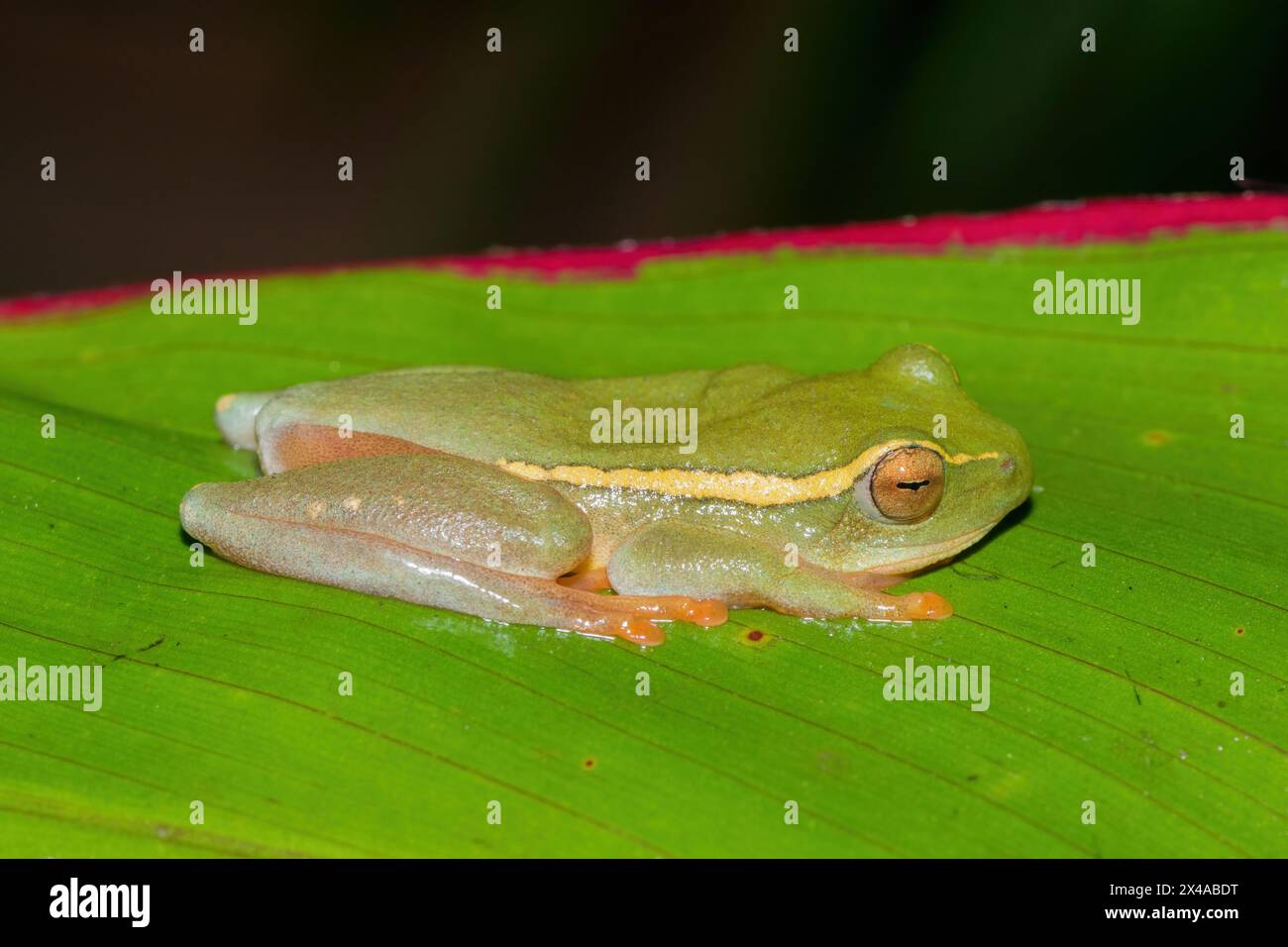 A beautiful adult Yellow-striped Reed Frog (Hyperolius semidiscus Stock ...