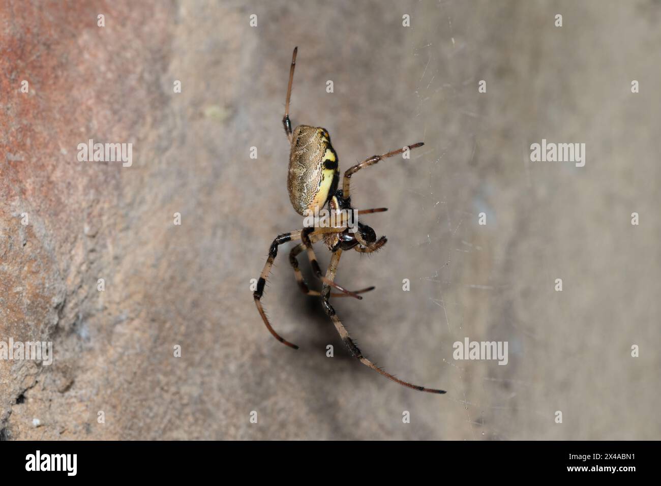 A beautiful African Hermit Spider (Nephilingis cruentata) on its web on ...
