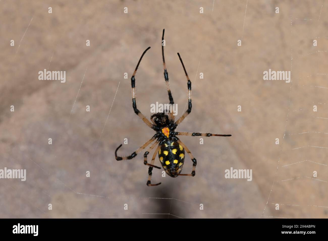 A beautiful African Hermit Spider (Nephilingis cruentata) on its web on ...
