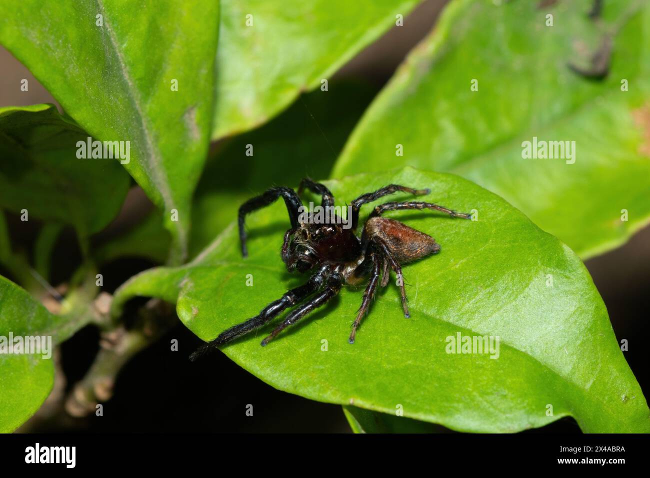 Close-up of a cute African Jumping Spider (Thyenula sp) foraging during ...