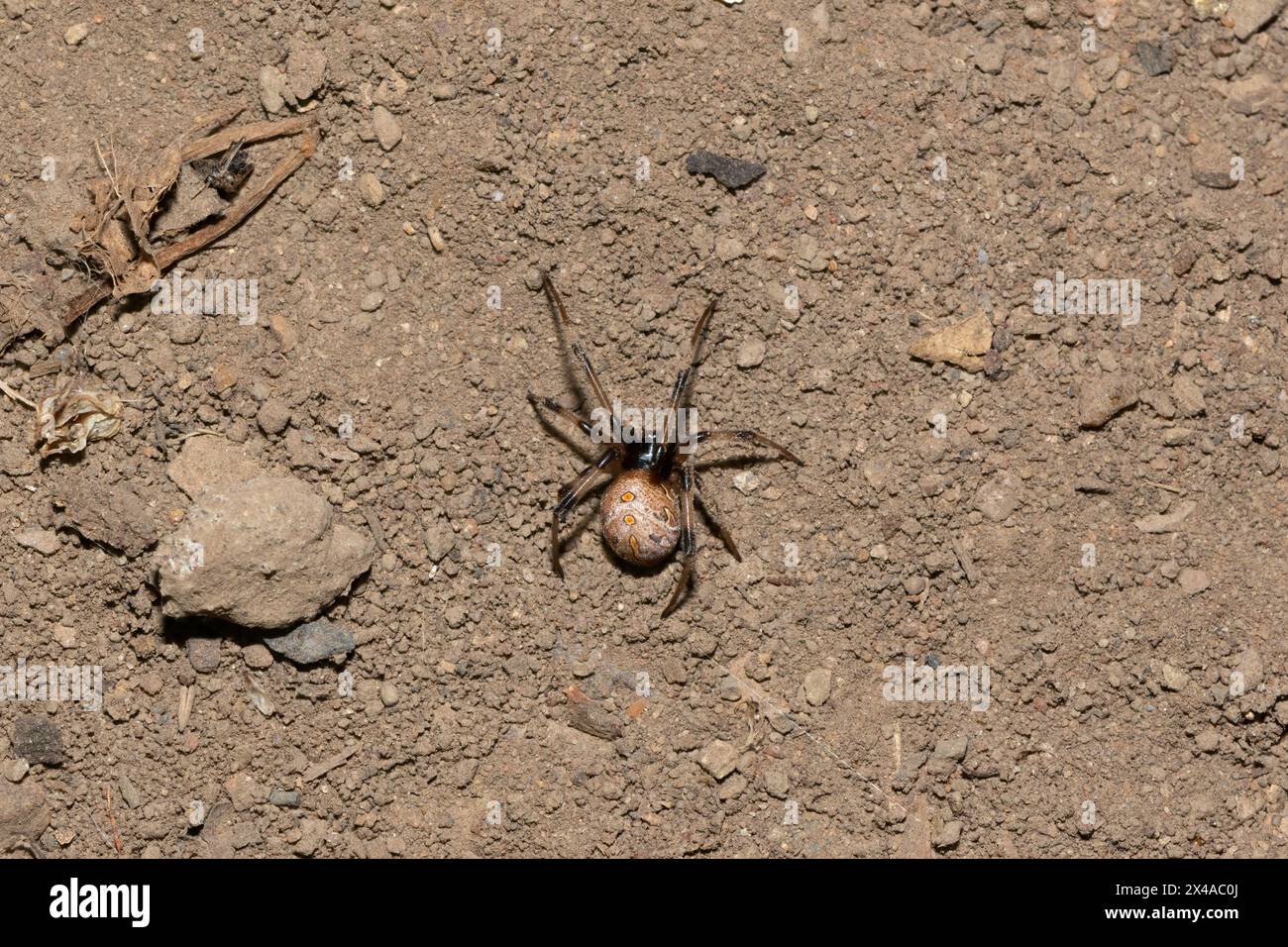 A venomous Brown Button spider (Latrodectus geometricus) on its web in ...