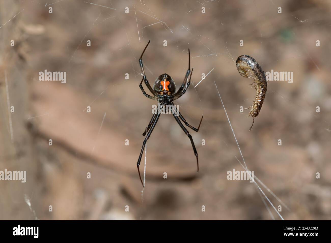 A venomous Brown Button spider (Latrodectus geometricus) on its web in ...