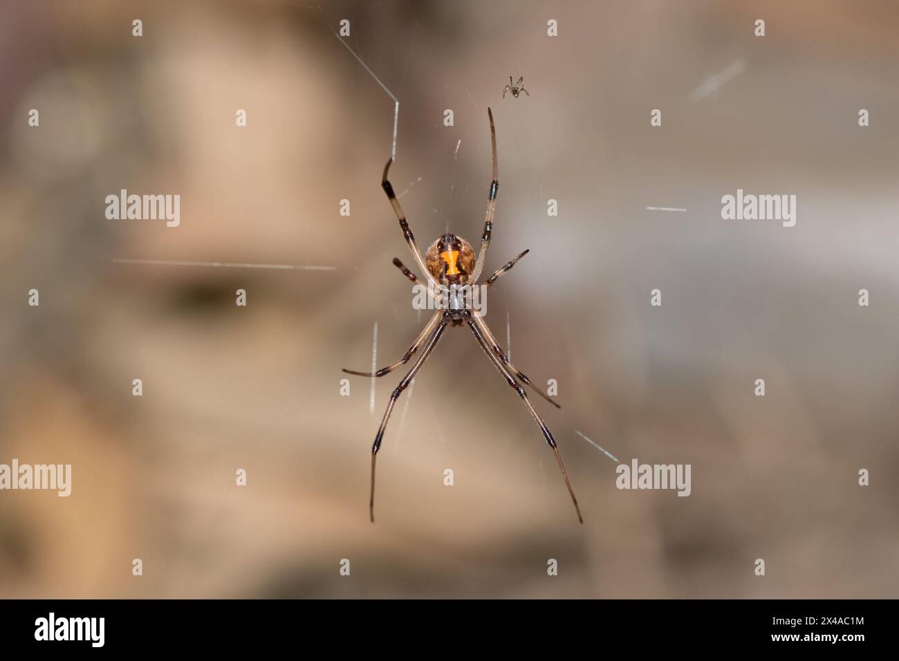 A venomous Brown Button spider (Latrodectus geometricus) on its web in ...