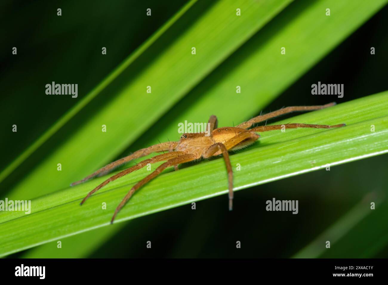 A beautiful Curtus's Fish-eating Spider (Nilus curtus) on reeds near a ...