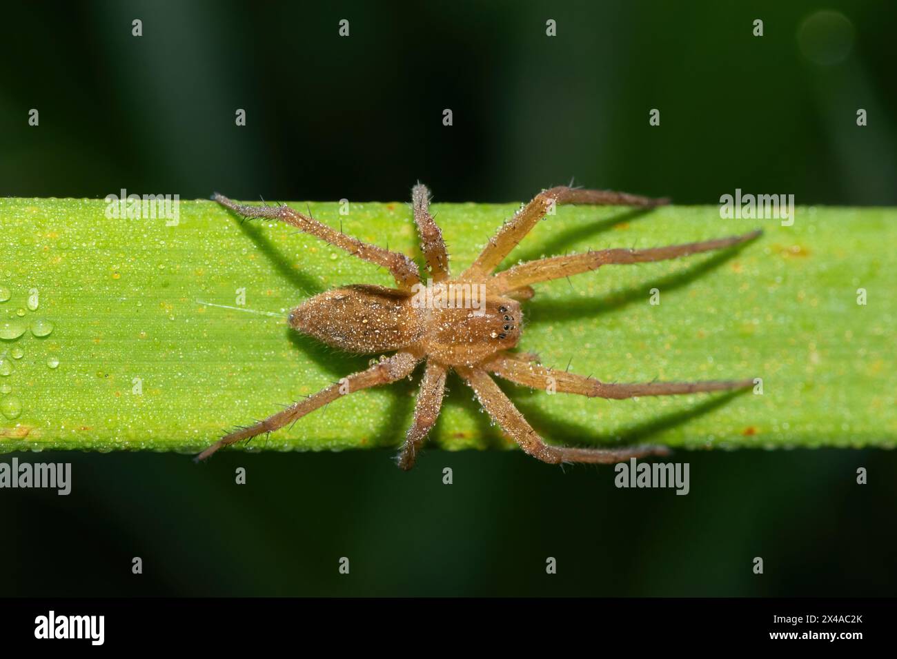 A beautiful Curtus's Fish-eating Spider (Nilus curtus) on reeds near a ...