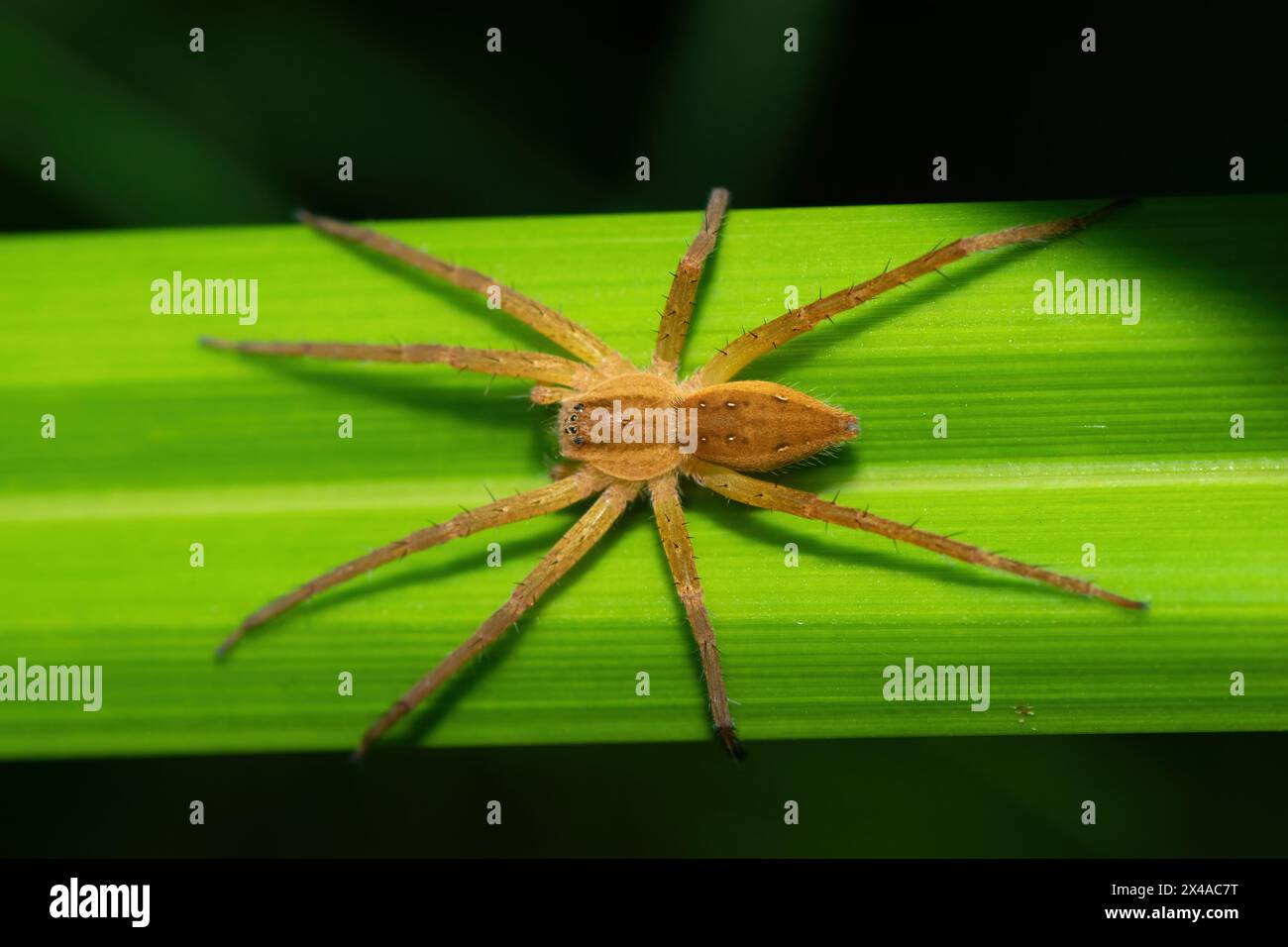 A beautiful Curtus's Fish-eating Spider (Nilus curtus) on reeds near a ...
