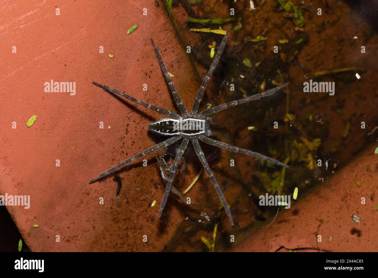 Close-up of a beautiful Radiatolineatus fish-eating spider (Nilus ...