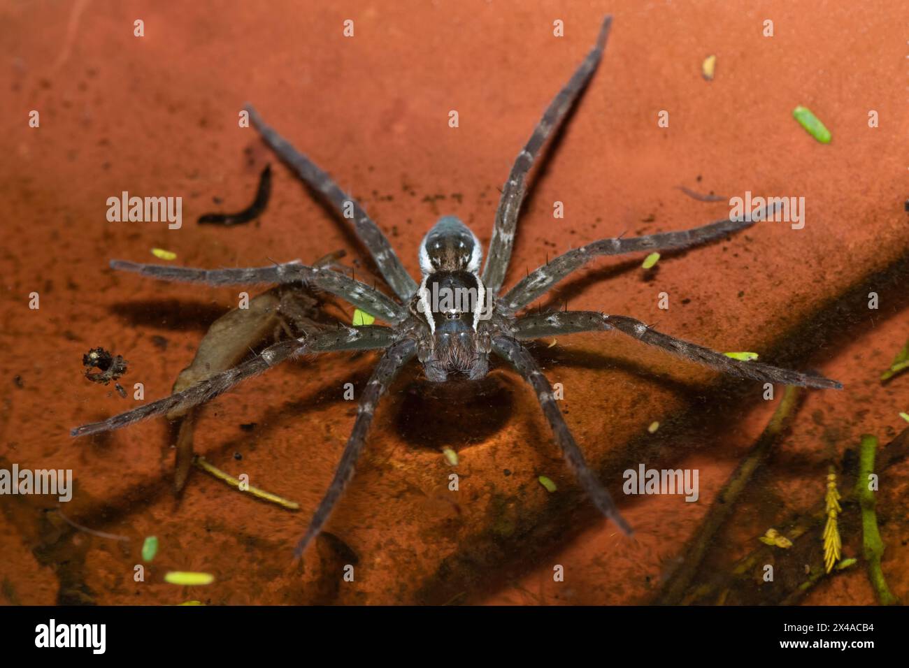 Close-up of a beautiful Radiatolineatus fish-eating spider (Nilus ...