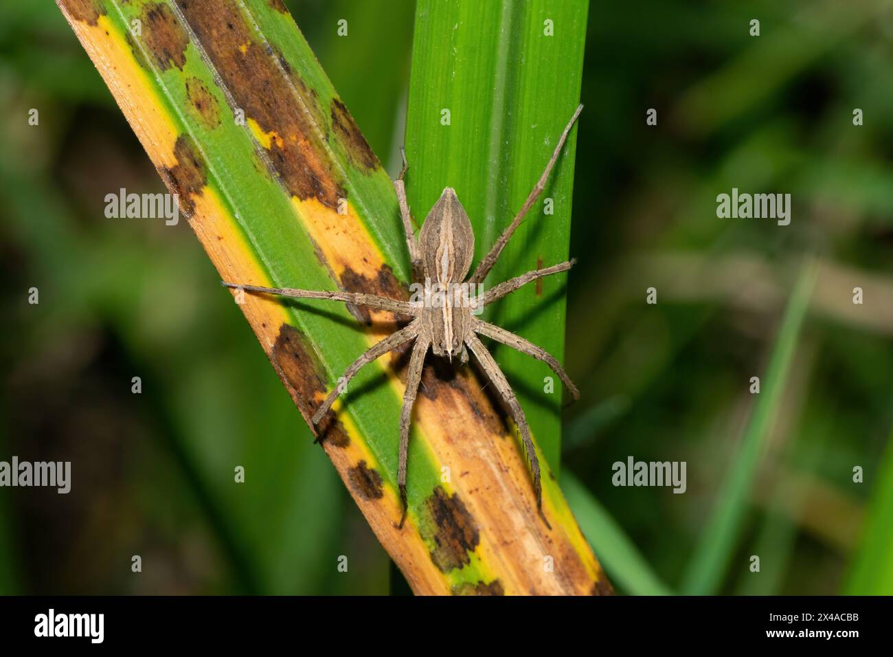 Rothus aethiopicus hi-res stock photography and images - Alamy