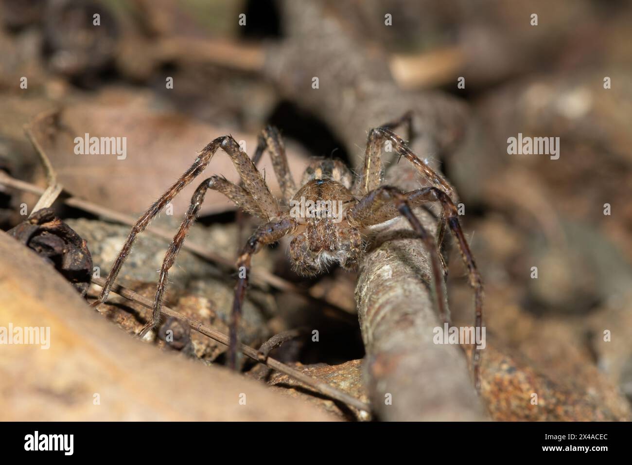 Panaretella hi-res stock photography and images - Alamy