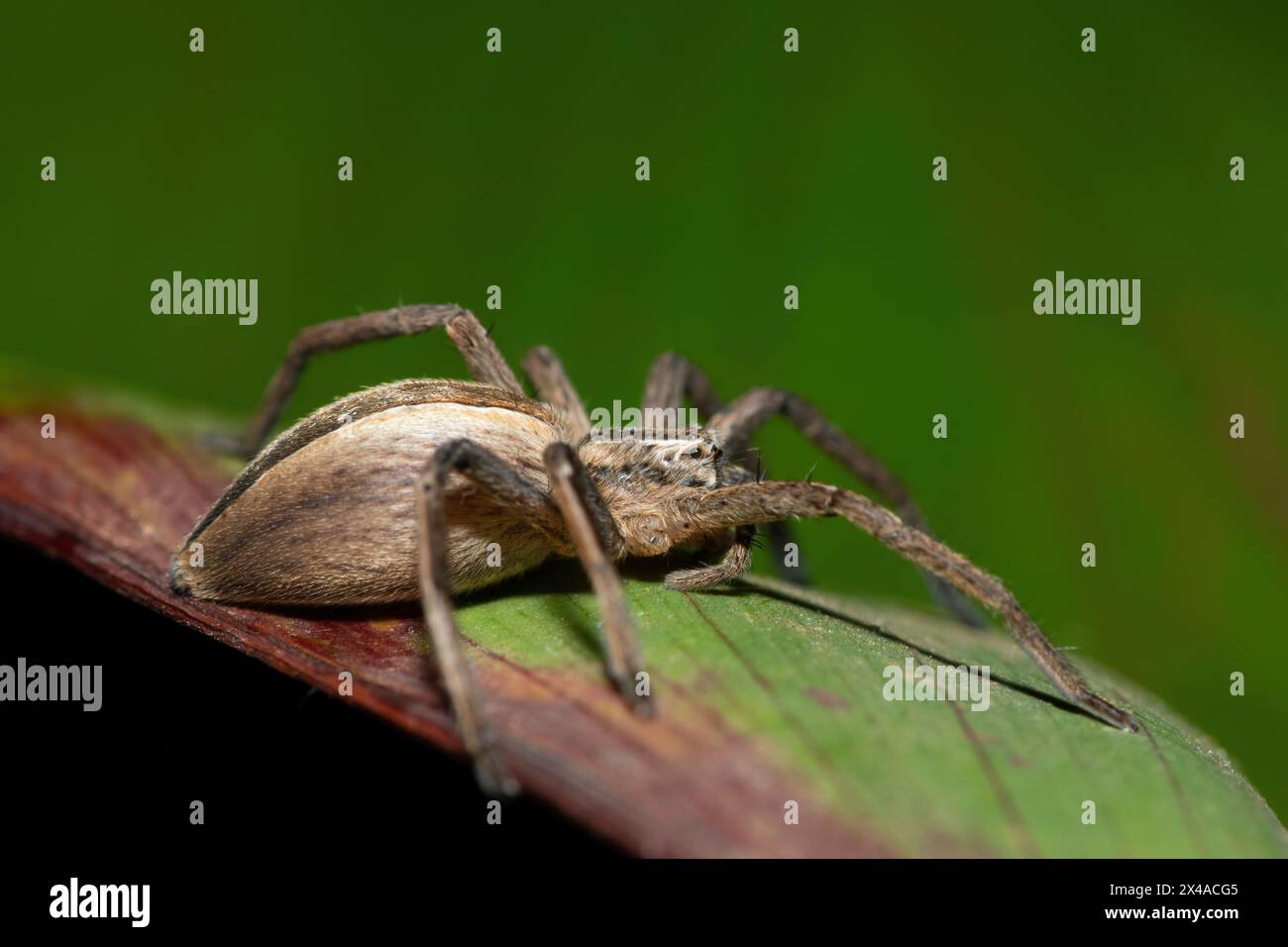 Close-up of a beautiful African Grass Huntsman Spider (Pseudomicrommata ...