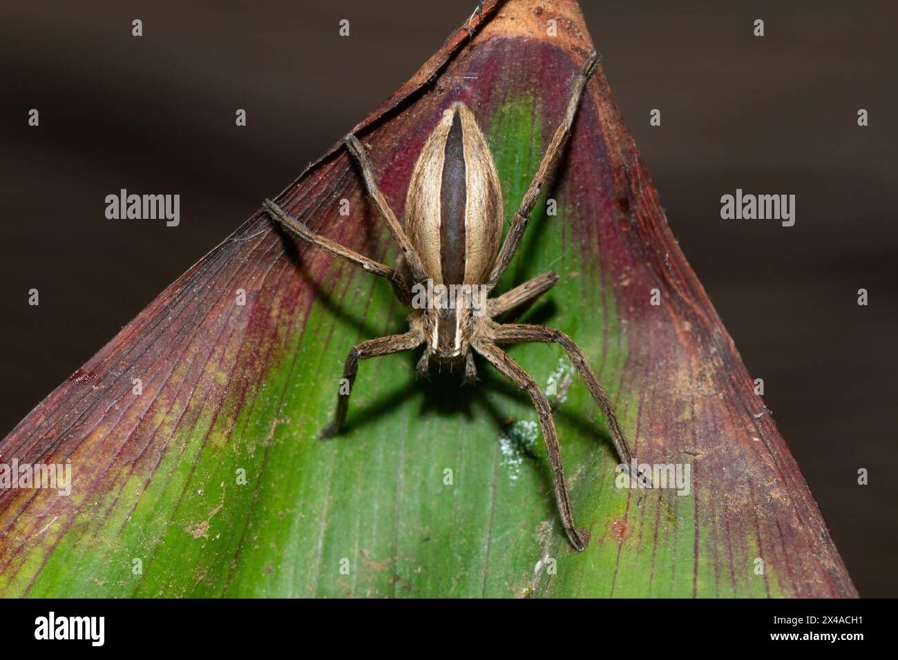 African grass huntsman spider hi-res stock photography and images - Alamy
