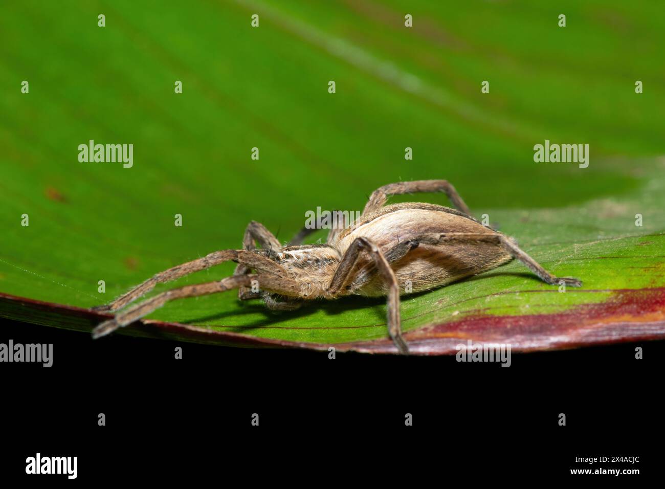Close-up of a beautiful African Grass Huntsman Spider (Pseudomicrommata ...