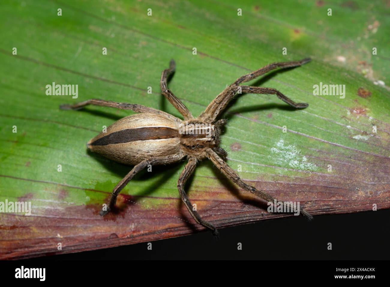 African grass huntsman spider hi-res stock photography and images - Alamy