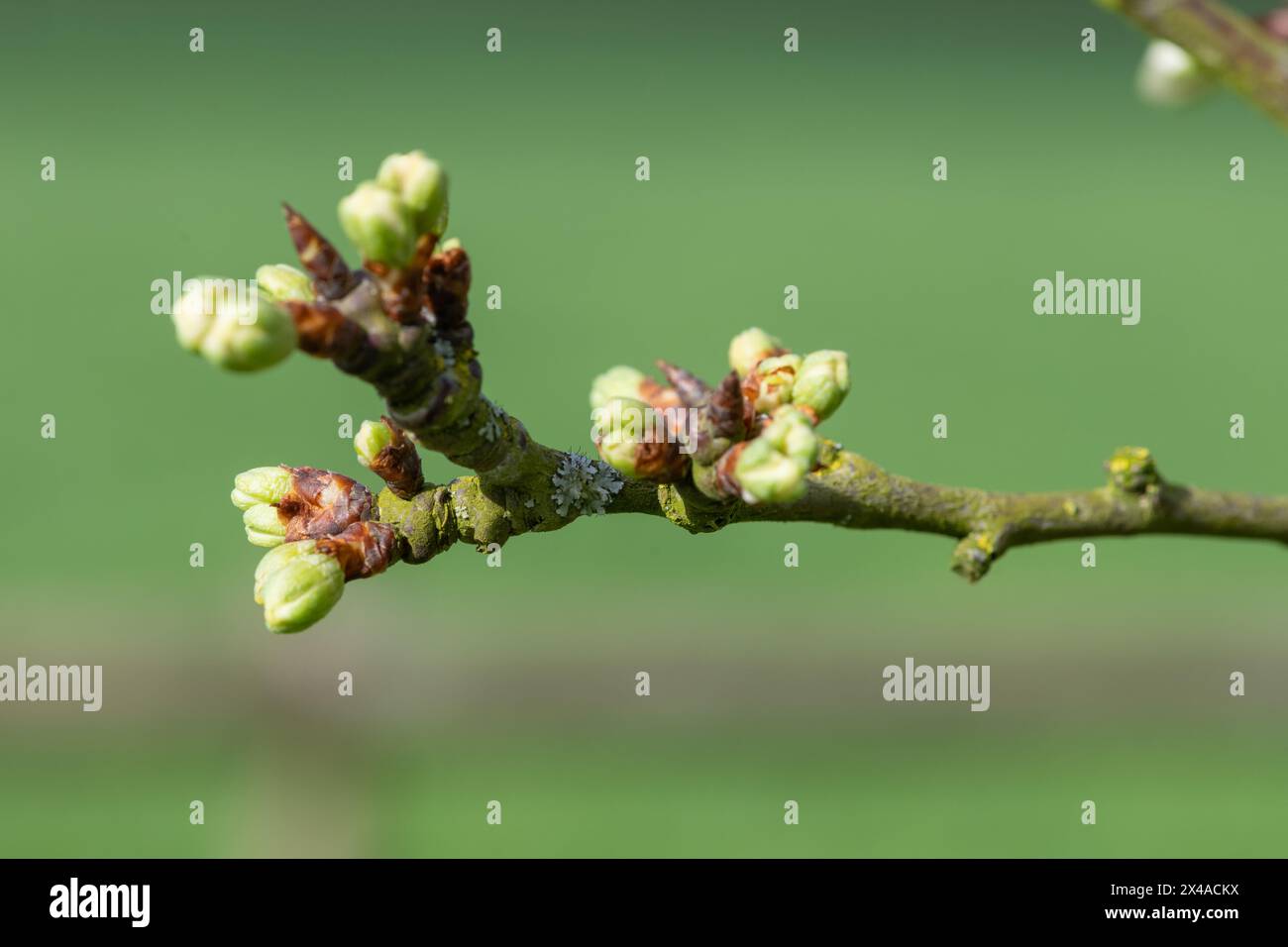Macro shot of Chickasaw plum (prunus angustifolia) buds emerging into ...