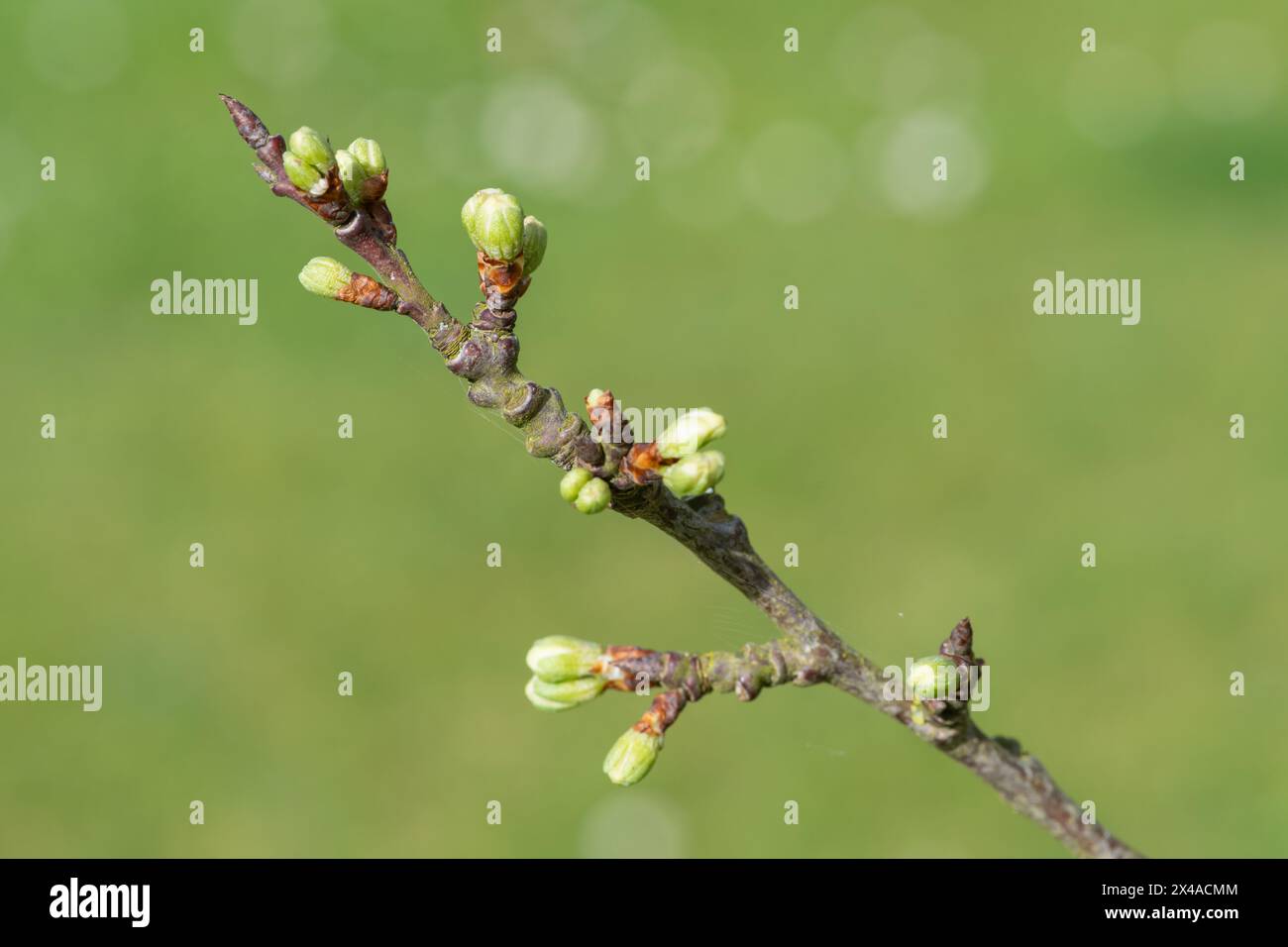Macro shot of Chickasaw plum (prunus angustifolia) buds emerging into ...