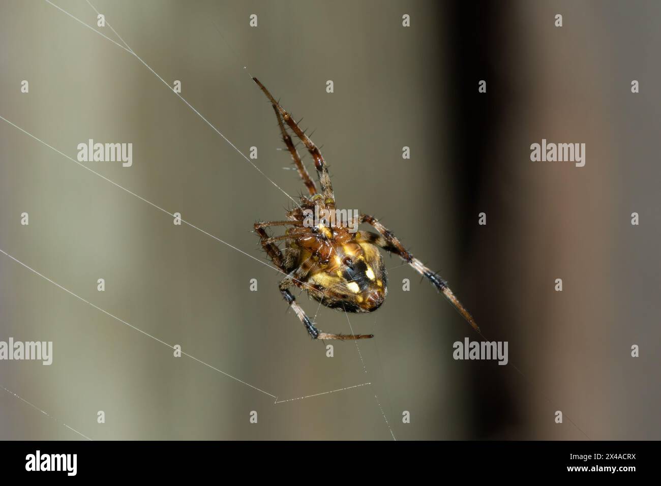 A beautiful hairy field spider (Neoscona sp.) feeding on its prey on ...