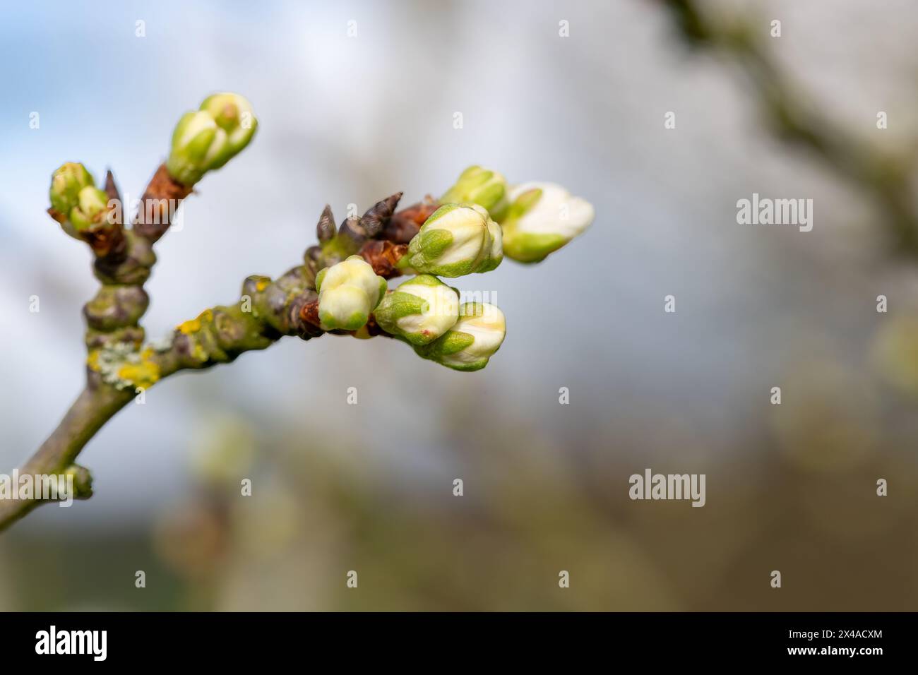 Macro shot of Chickasaw plum (prunus angustifolia) buds emerging into ...