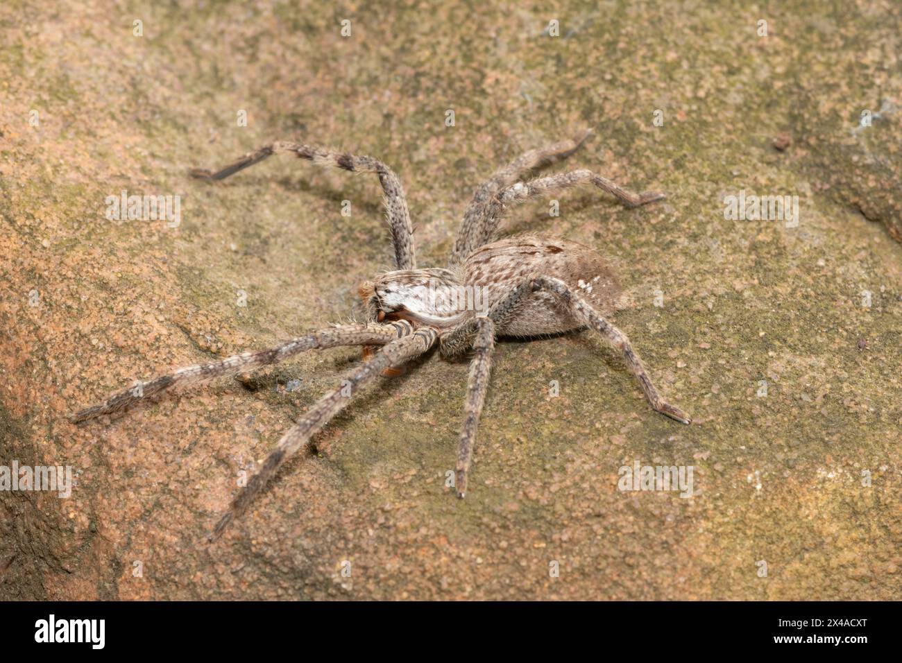 Palystes sp hi-res stock photography and images - Alamy