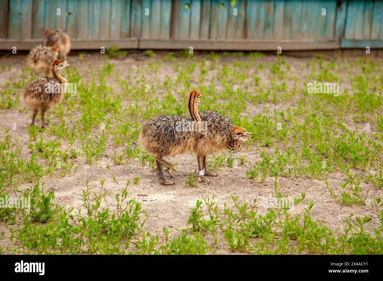 Baby ostriches in the paddock. Common Ostrich - Struthio camelus is a ...