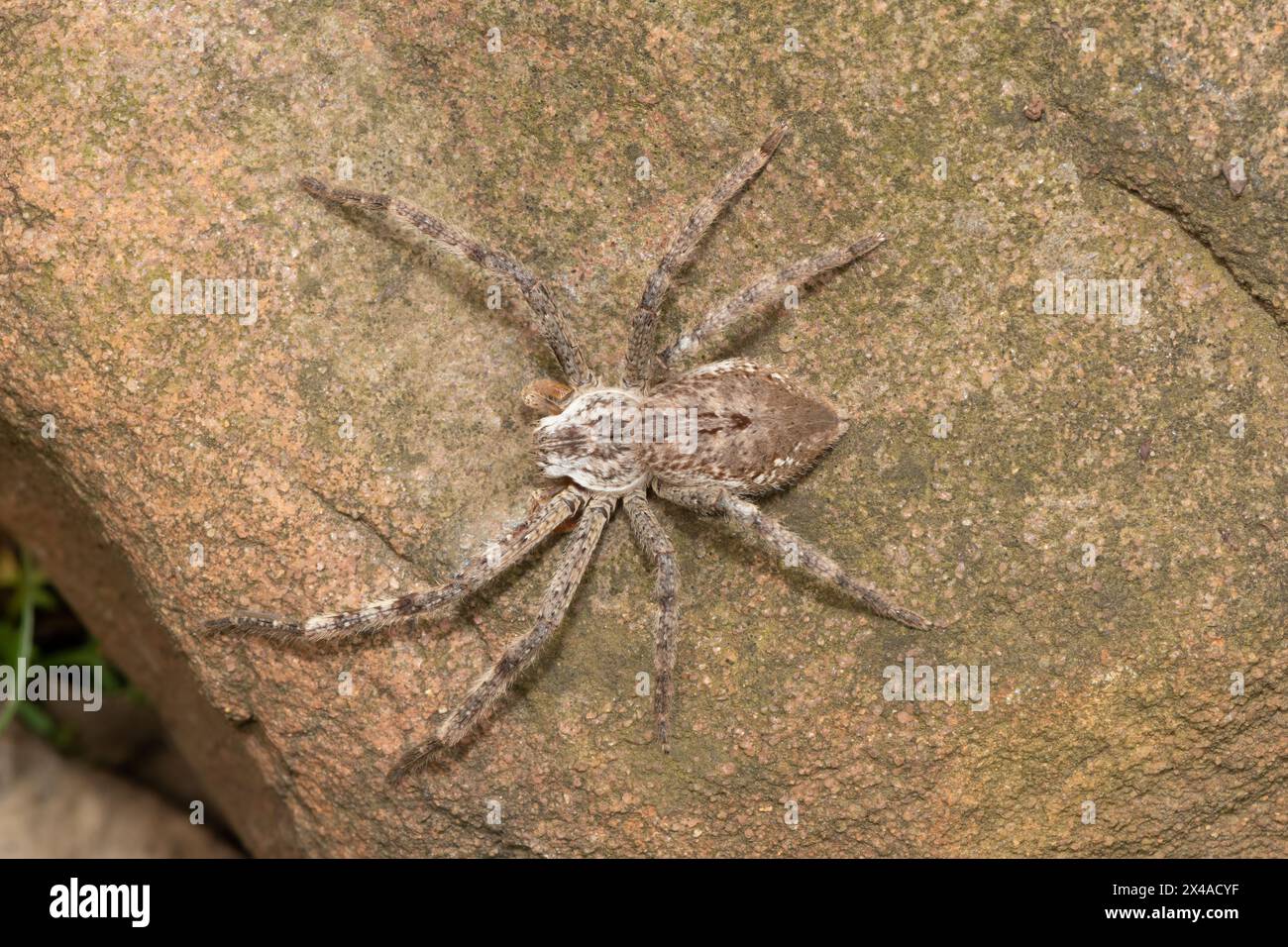 Palystes sp hi-res stock photography and images - Alamy