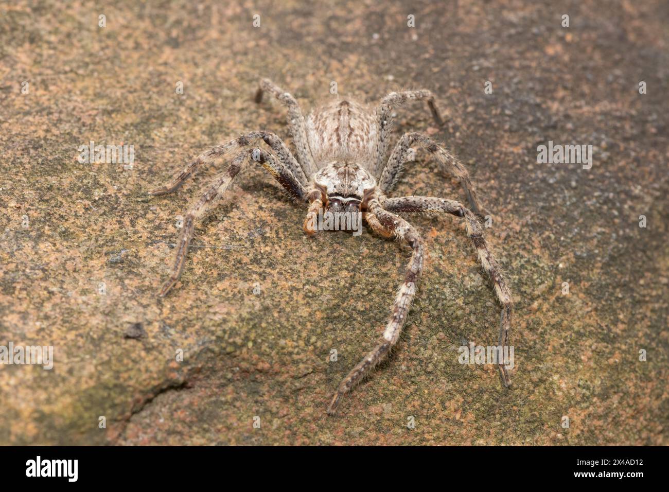 Palystes sp hi-res stock photography and images - Alamy