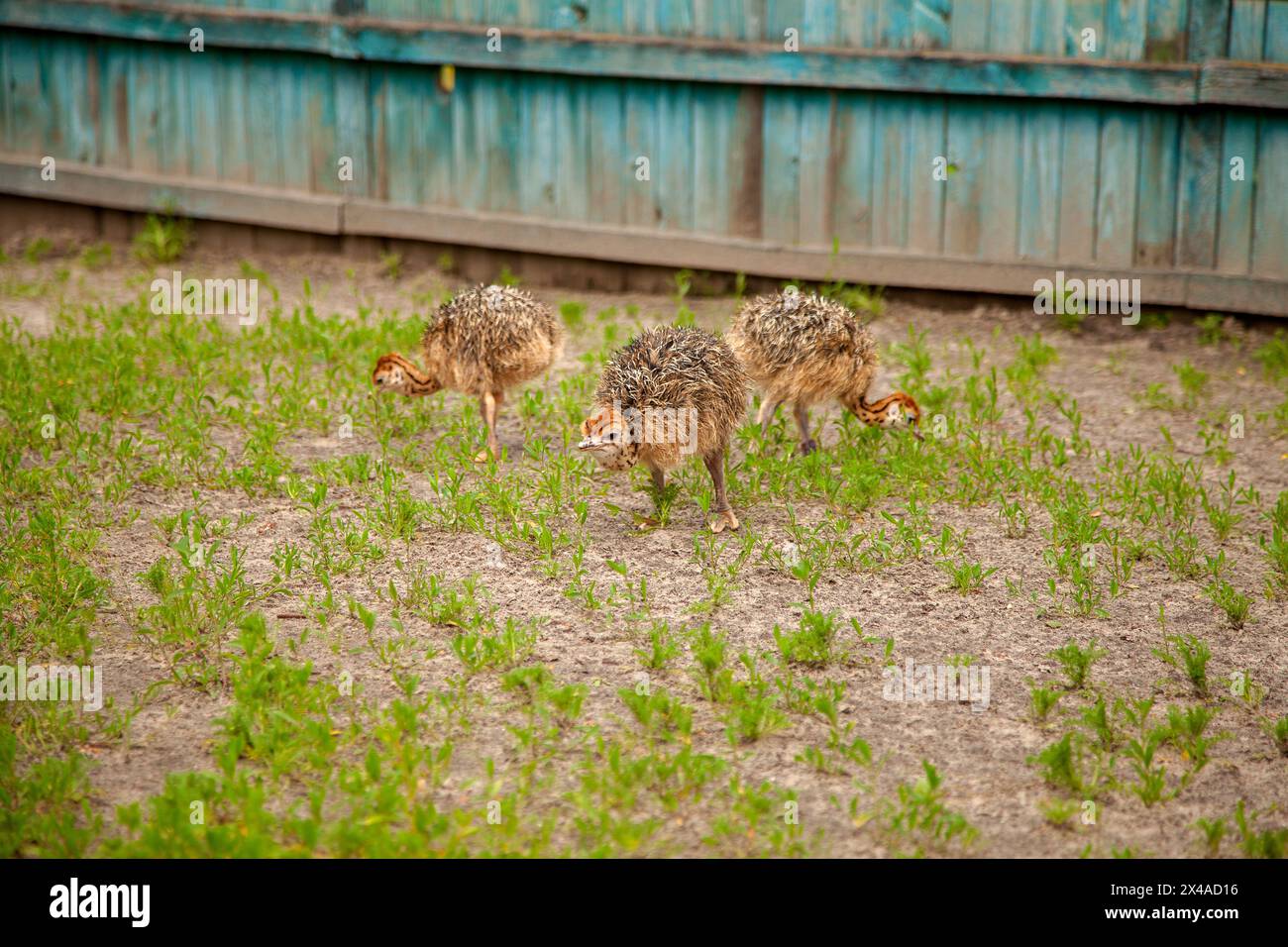 Baby ostriches in the paddock. Common Ostrich - Struthio camelus is a ...