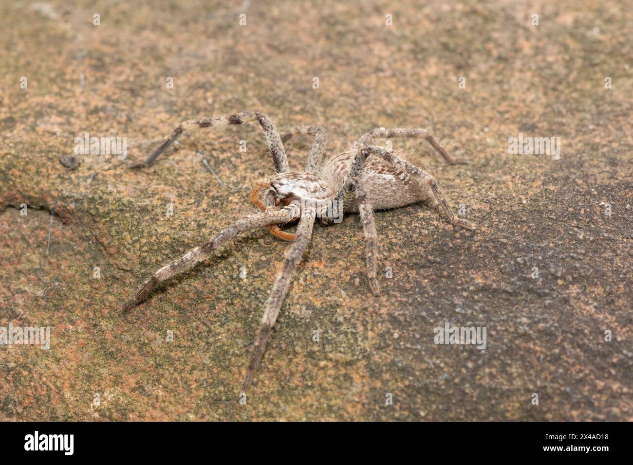 Rain spider africa hi-res stock photography and images - Alamy