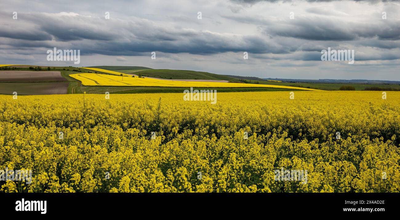 Panoramic view of blooming yellow rapeseed fields under a cloudy sky ...
