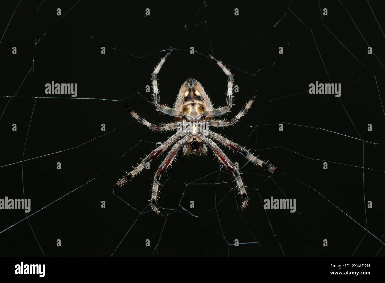 A beautiful hairy field spider (Neoscona sp.) on its web Stock Photo ...